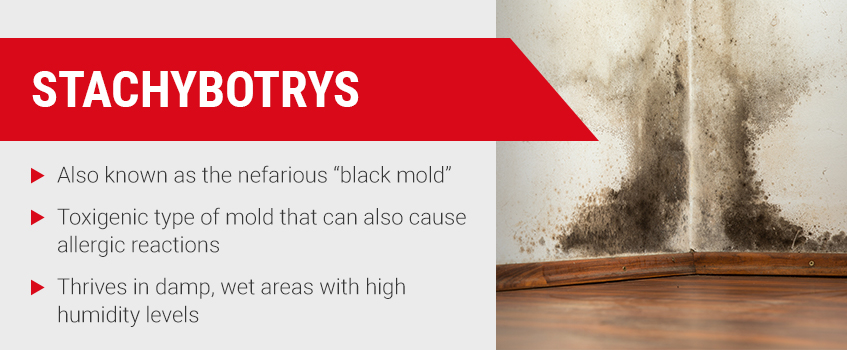 Mold Removal Services – Water Damage Ottawa